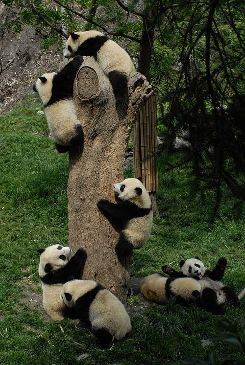 Photos, Images & Pictures of Giant Pandas Climbing Tree in Chengdu ...