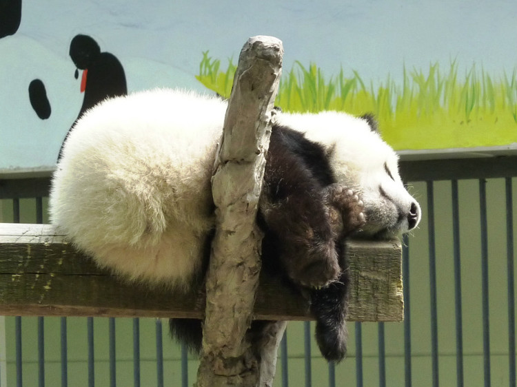 Photos, Images & Pictures of Yaan Bifengxia Panda Base, Sichuan China ...