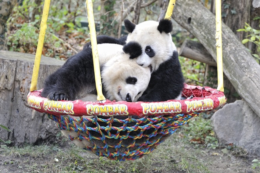 Photos, Images & Pictures of pandas in hanging basket Yaan Bifengxia ...
