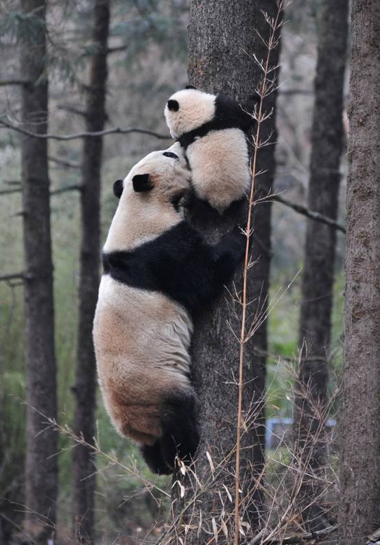 photos, Images & Pictures of giant pandas climbing tree in Wolong Panda ...