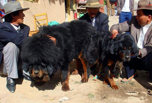 Tibetan Mastiff Dogs