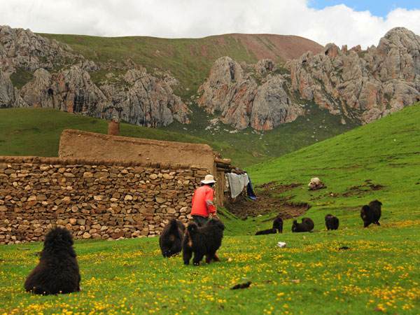 Tibetan Mastiff Dogs